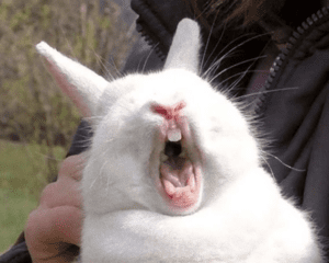 Why Is My Rabbit Suddenly Aggressive? | MyPetCareJoy