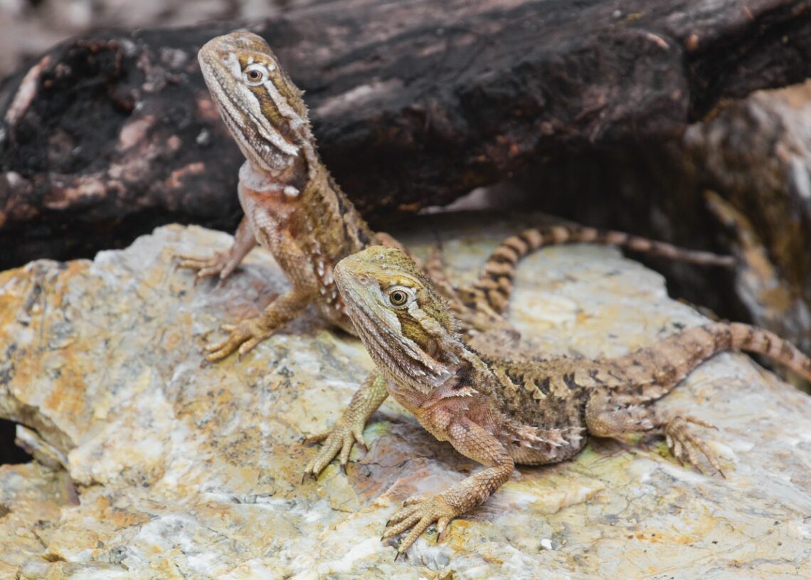 What Is a Bearded Dragon’s Life Cycle? Explained | MyPetCareJoy
