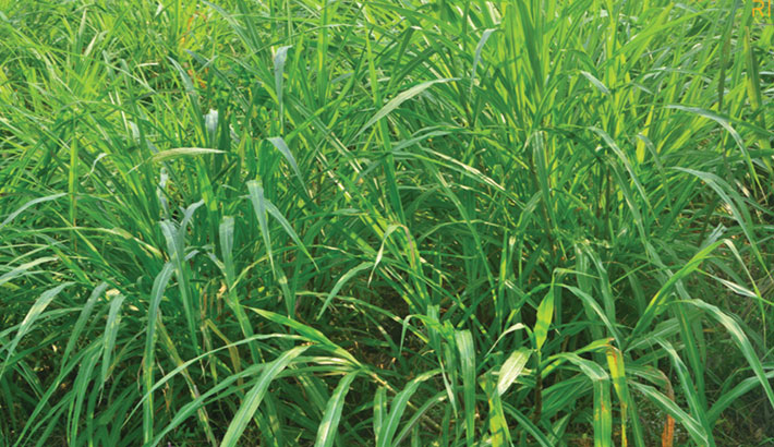 Can Rabbits Eat Napier Grass? | MyPetCareJoy