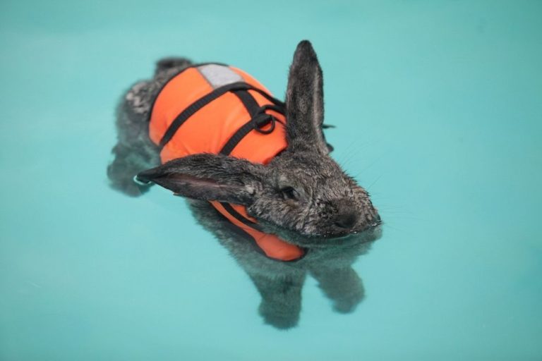 Can Rabbits Swim? | MyPetCareJoy