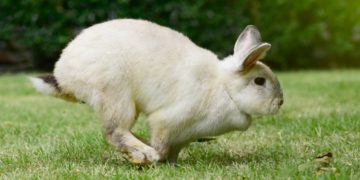 How Fast Can Rabbit Run? | MyPetCareJoy