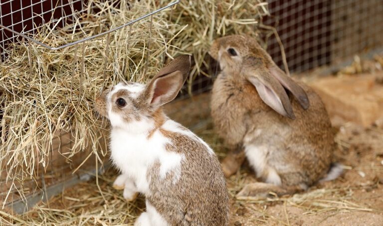 How Much Hay Should A Rabbit Eat Each Day | MyPetCareJoy