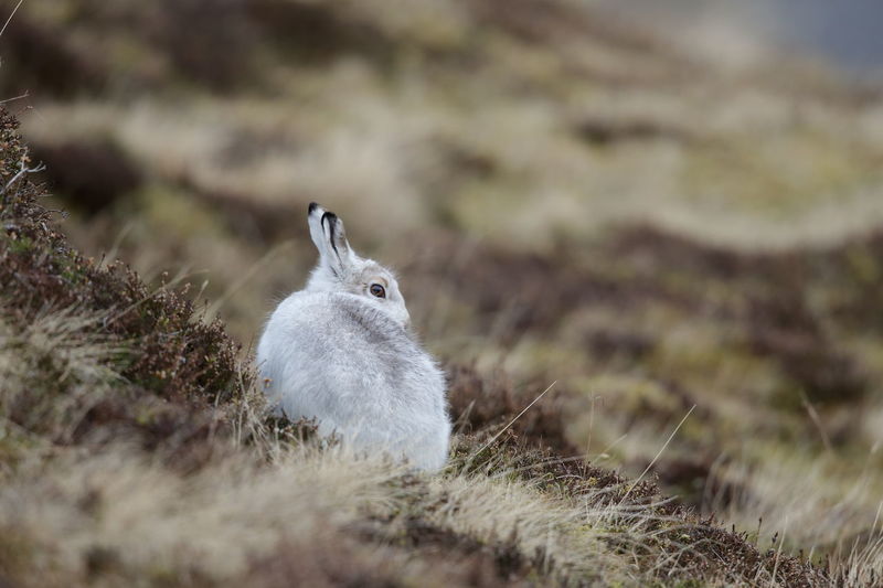 How To Find A Lost Bunny Rabbit? | MyPetCareJoy