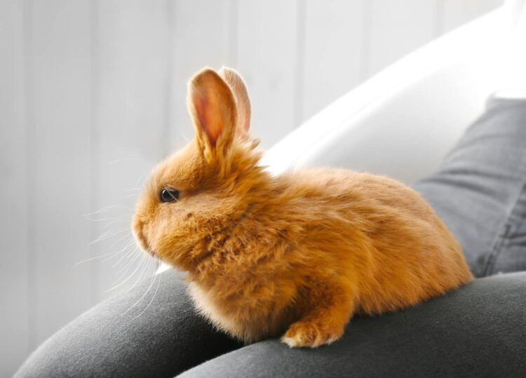 How Do Rabbits Stay Warm In Winter? | MyPetCareJoy