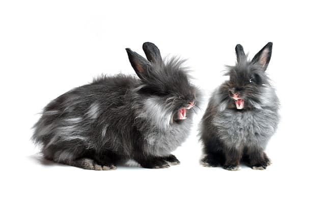 Why Rabbit Bite Another Rabbit? | MyPetCareJoy