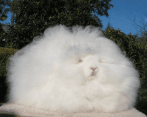 5 Best Brushes For Angora Rabbit 2025 | MyPetCareJoy