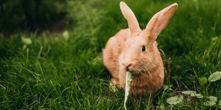 Can Rabbits Eat Aloe Vera? | MyPetCareJoy