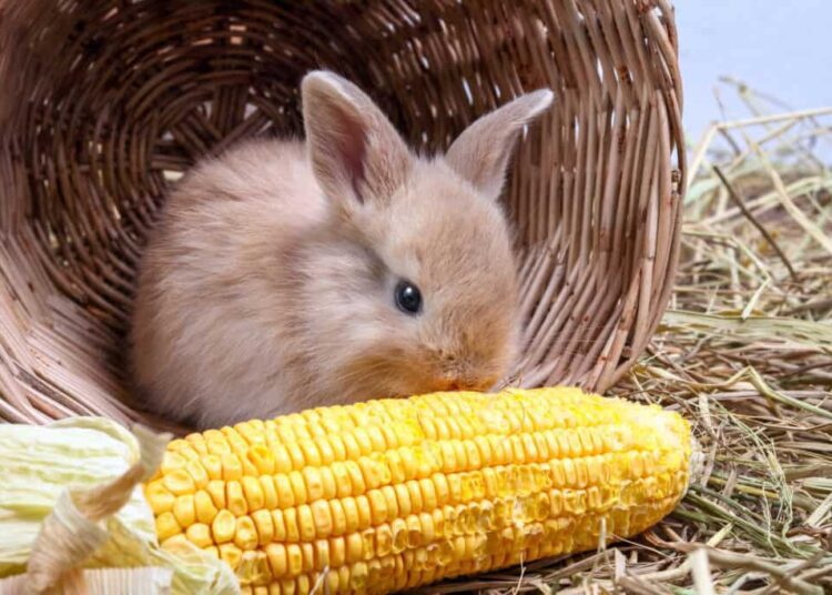 How Do Rabbits Stay Warm In Winter? | MyPetCareJoy