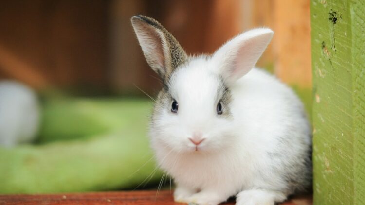 Does Your Rabbit Have Memory? | MyPetCareJoy