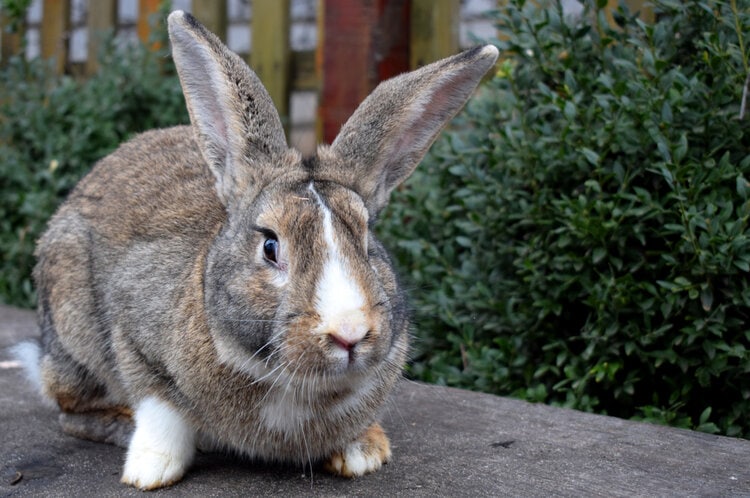 Flemish Giant Rabbit Care Guide | MyPetCareJoy