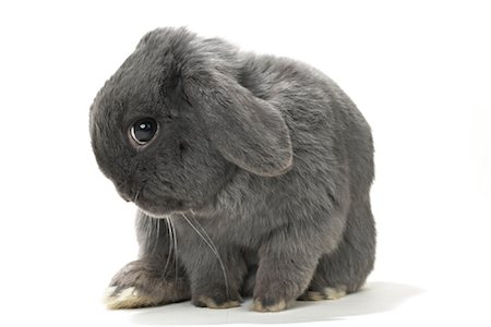 How To Calm Down A Stressed Rabbit? | MyPetCareJoy