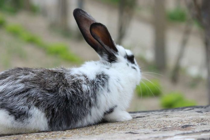 How To Care For Your Elderly Rabbit? | MyPetCareJoy