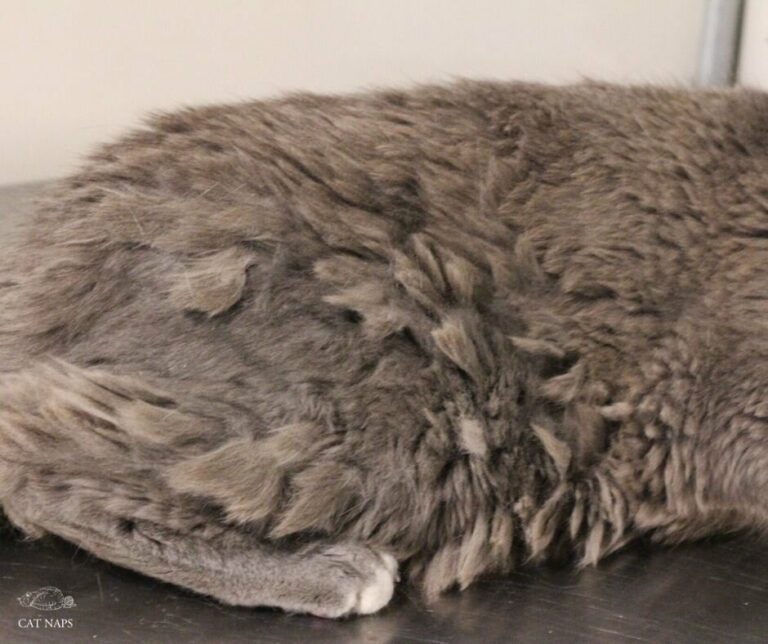 How To Get Mats Out Of Rabbit Fur? | MyPetCareJoy