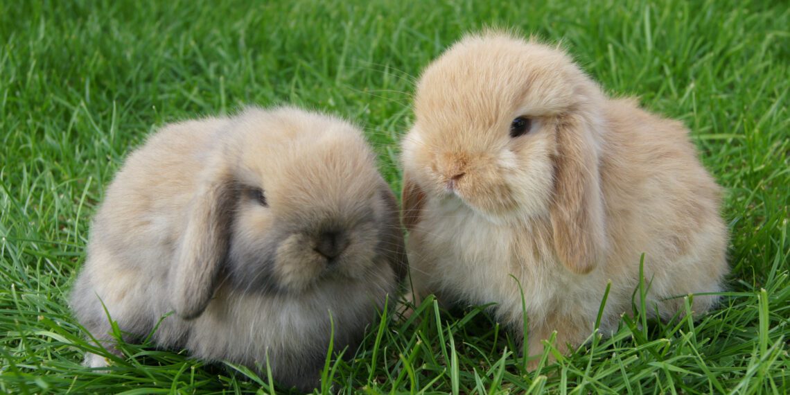 Mini Lop Rabbit: Everything You Need To Know | MyPetCareJoy