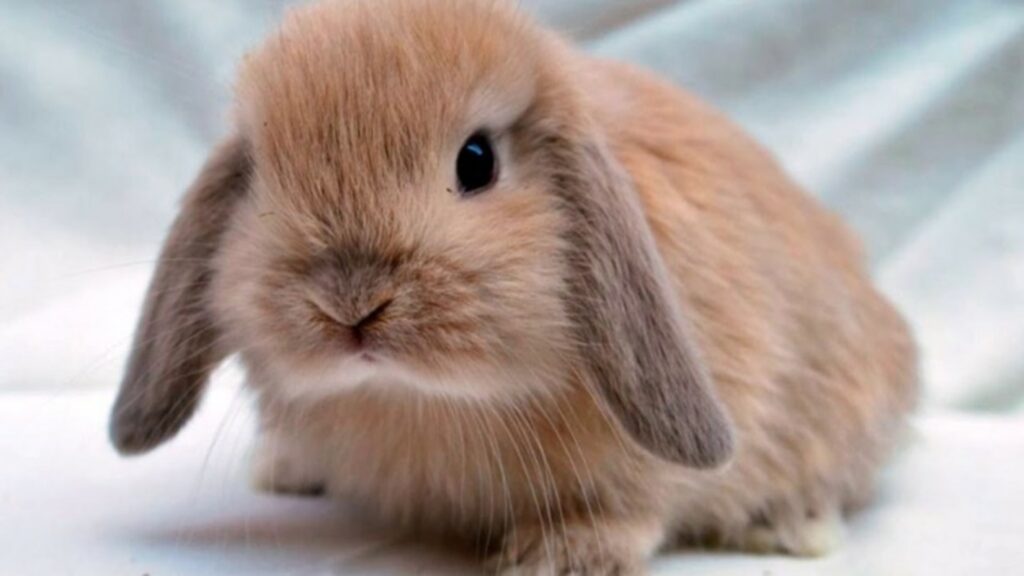 Mini Lop Rabbit: Everything You Need To Know | MyPetCareJoy