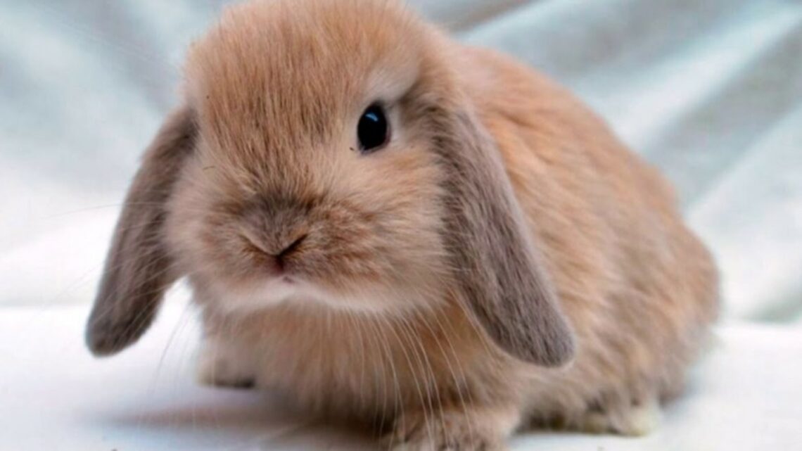 Mini Lop Rabbit: Everything You Need To Know | MyPetCareJoy