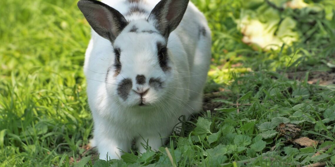 How To Tell If My Rabbit Is Scared? | MyPetCareJoy