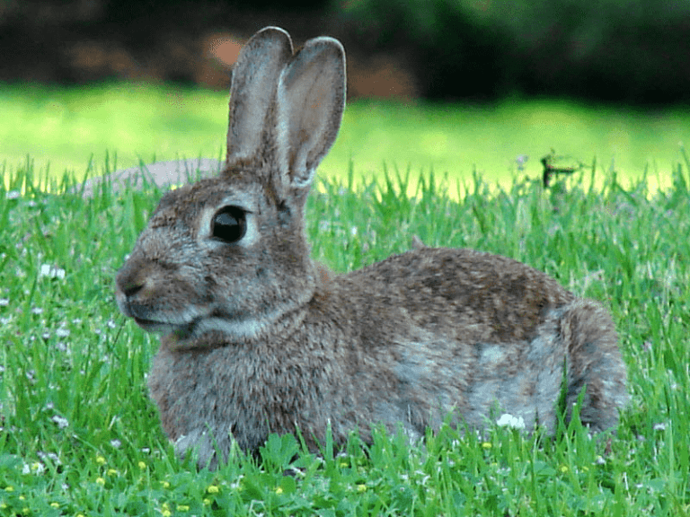 How To Tell If My Rabbit Is Scared? | MyPetCareJoy