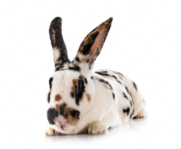 Rex Rabbit: Everything You Need To Know | MyPetCareJoy