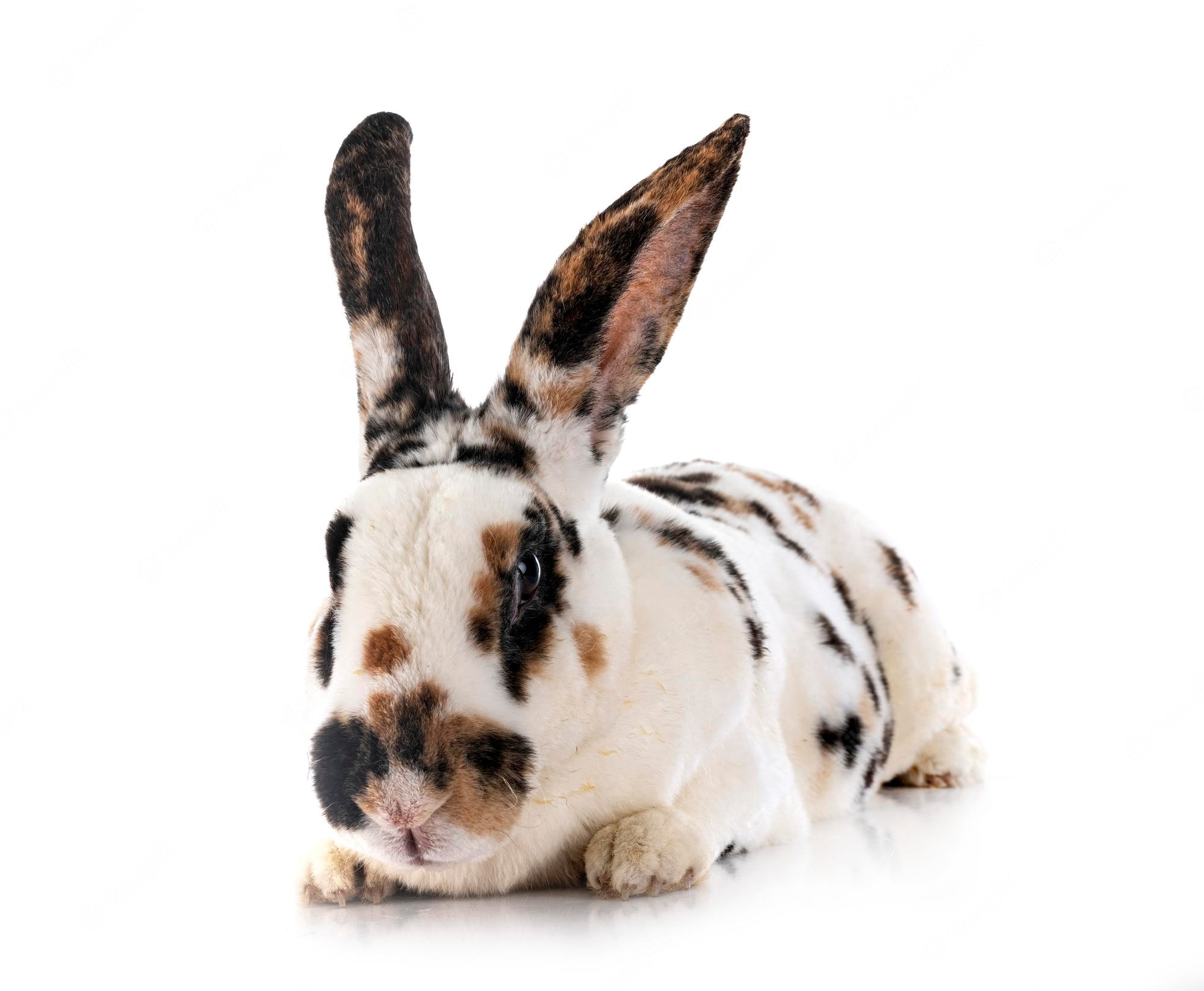 Rex Rabbit: Everything You Need To Know | MyPetCareJoy