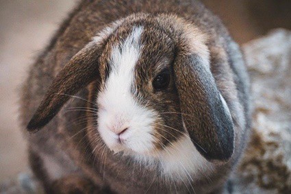 Signs Of Old Age In Rabbits | MyPetCareJoy