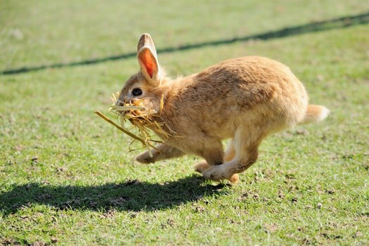 Why Do Rabbits Hop? | MyPetCareJoy