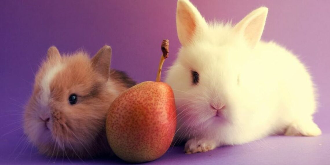 Can Rabbits Eat Pears? | MyPetCareJoy