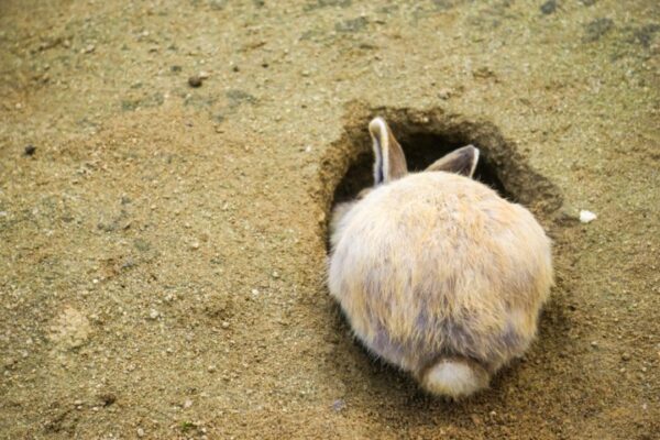 Why Does My Rabbit Dig? | MyPetCareJoy