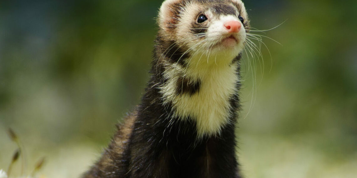 5 Best Ferret Carrier | MyPetCareJoy