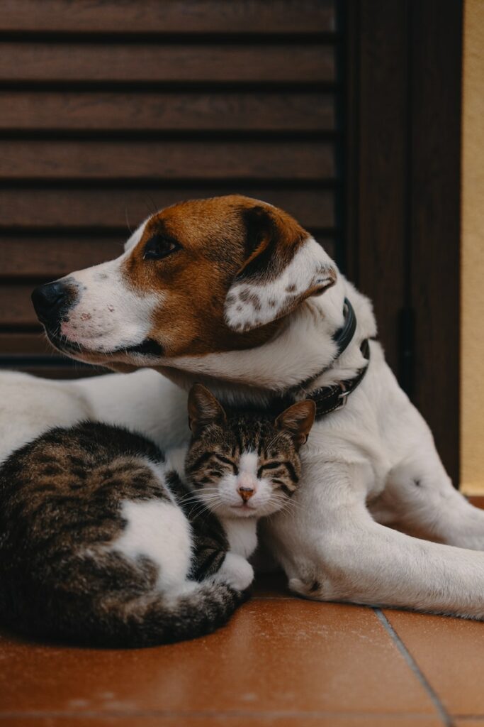 Can Beagles And Cats Get Along? | MyPetCareJoy