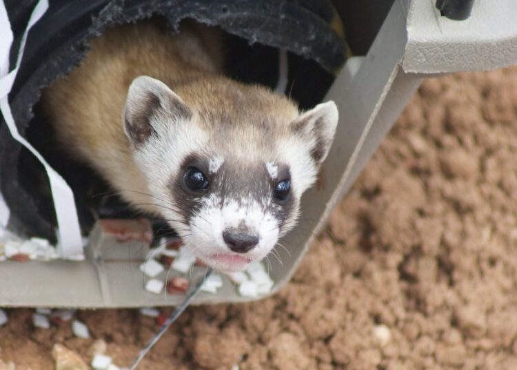 Ball python tank setup ideas | MyPetCareJoy