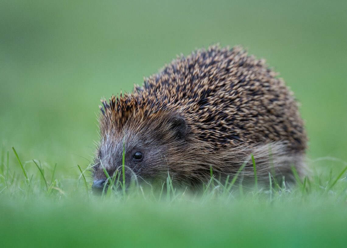Stress In Ball Pythons | MyPetCareJoy