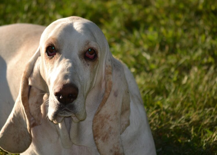 Ball python tank setup ideas | MyPetCareJoy